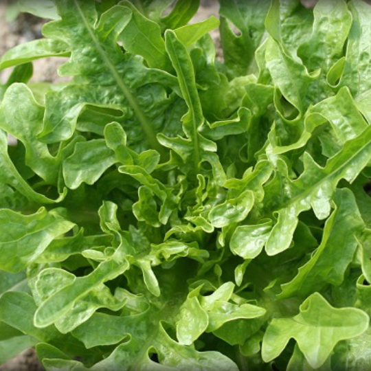Cressonette Marocaine Lettuce (Lactusa Sativa) | Terre promise